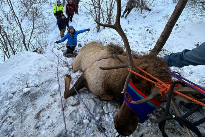 Ice Climbers Help Colorado SAR Rescue Elk Tangled in Ropes