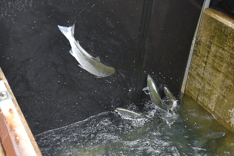 Puget Sound Energy, Upper Skagit Indian Tribe, Swinomish Indian Tribal ...