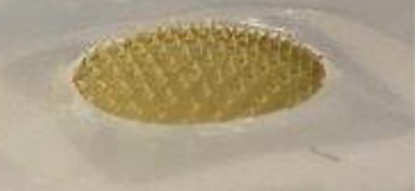 PharmaTher Announces Completion of IND-Enabling Pharmacokinetic and ...