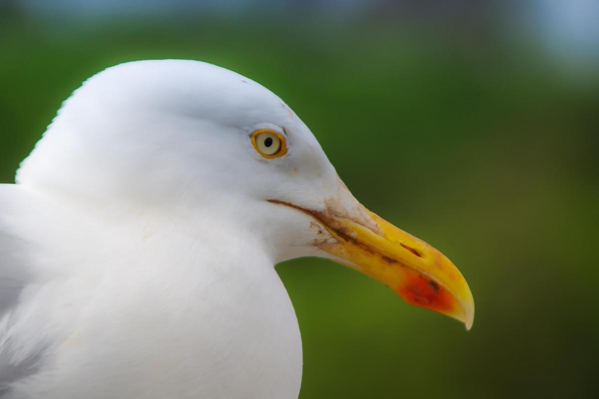 Public could be fined it they feed seagulls in these Scottish towns ...