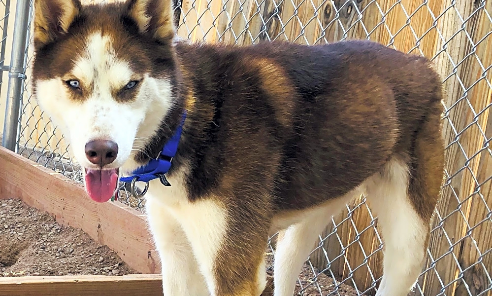 Looking to adopt a pet? Here are 7 lovable pups to adopt now in Albuquerque