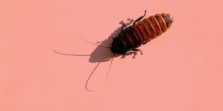 Why Cockroach Milk Is the New Health Obsession