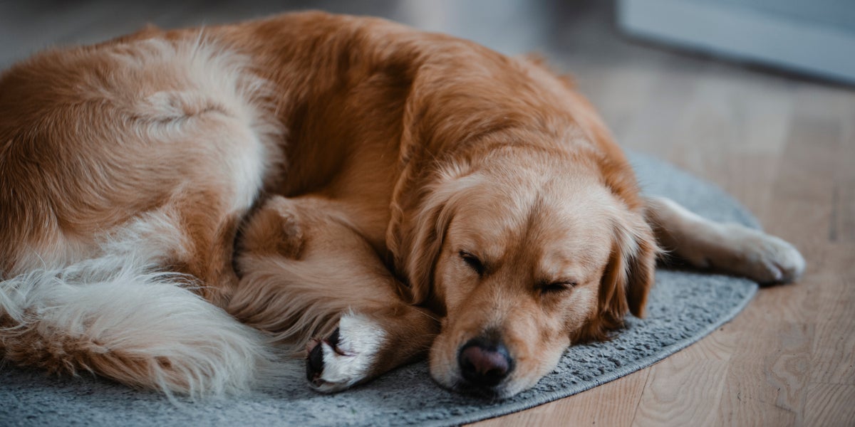 Vets Say This Seemingly Harmless Way You Show Your Dog Affection Is ...