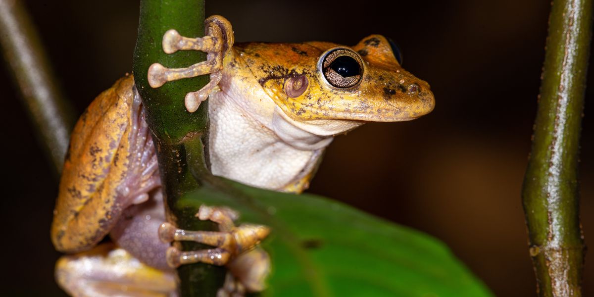 Sorry, What? Frogs Actually Make This Horrific Noise We Can't Hear