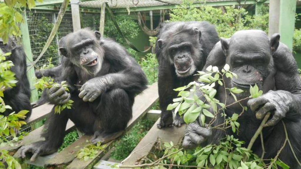 Pee together, stay together: Chimps prove friendships are best built in ...