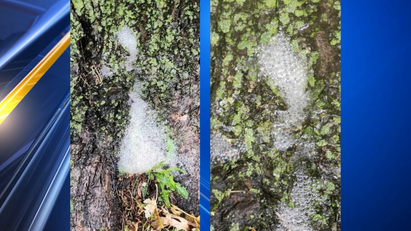 Sudsy bubbles coming from your tree? Here’s what it means
