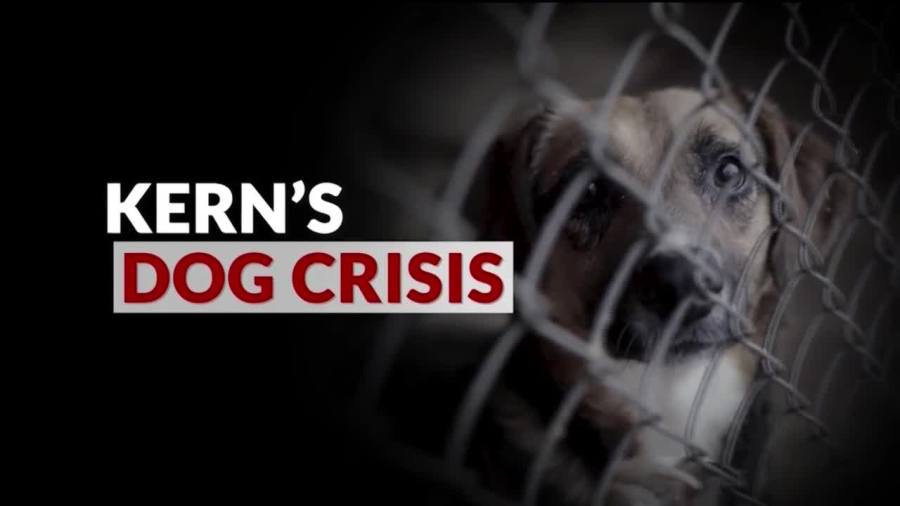 Strength of Shadow Dog Rescue and KC Animal Services host spay and ...