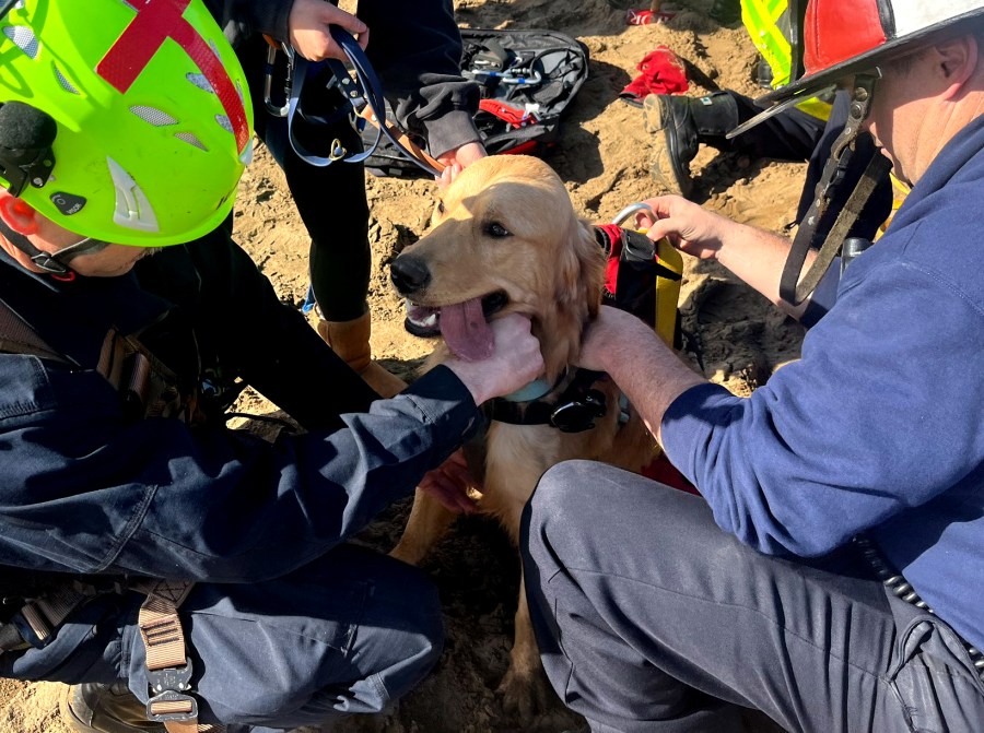 Firefighters rescue golden retriever from San Francisco cliff