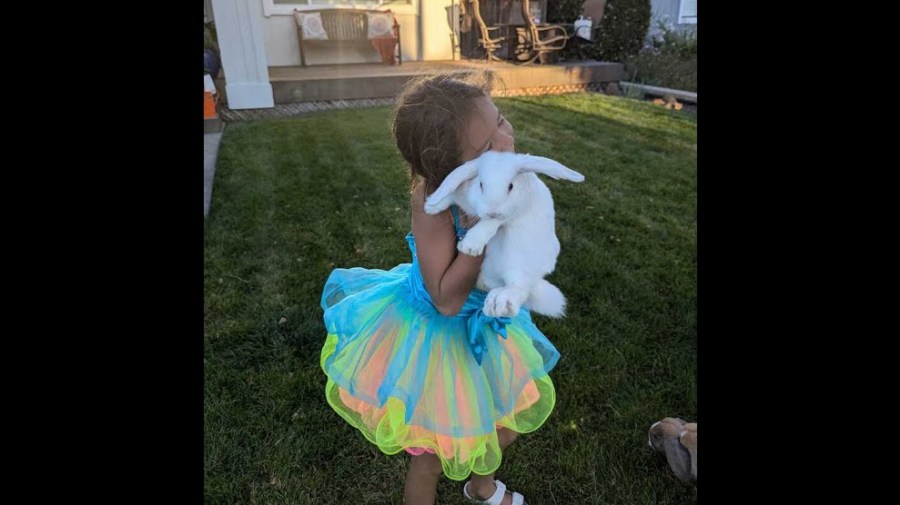 WATCH: Pet bunny ‘Snowy’ stolen in Petaluma neighborhood theft spree