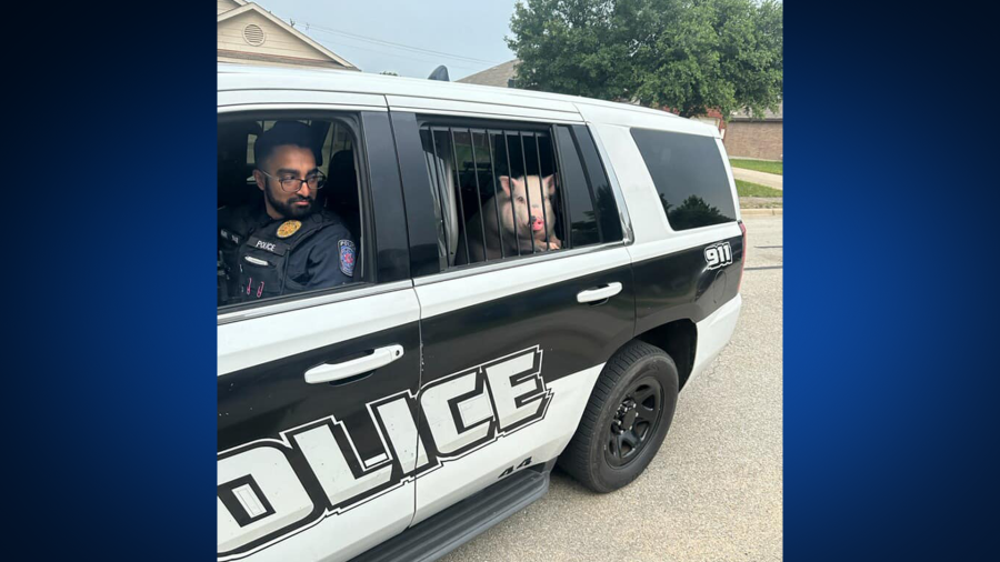 Leander Police take this little piggy all the way home after getting ...