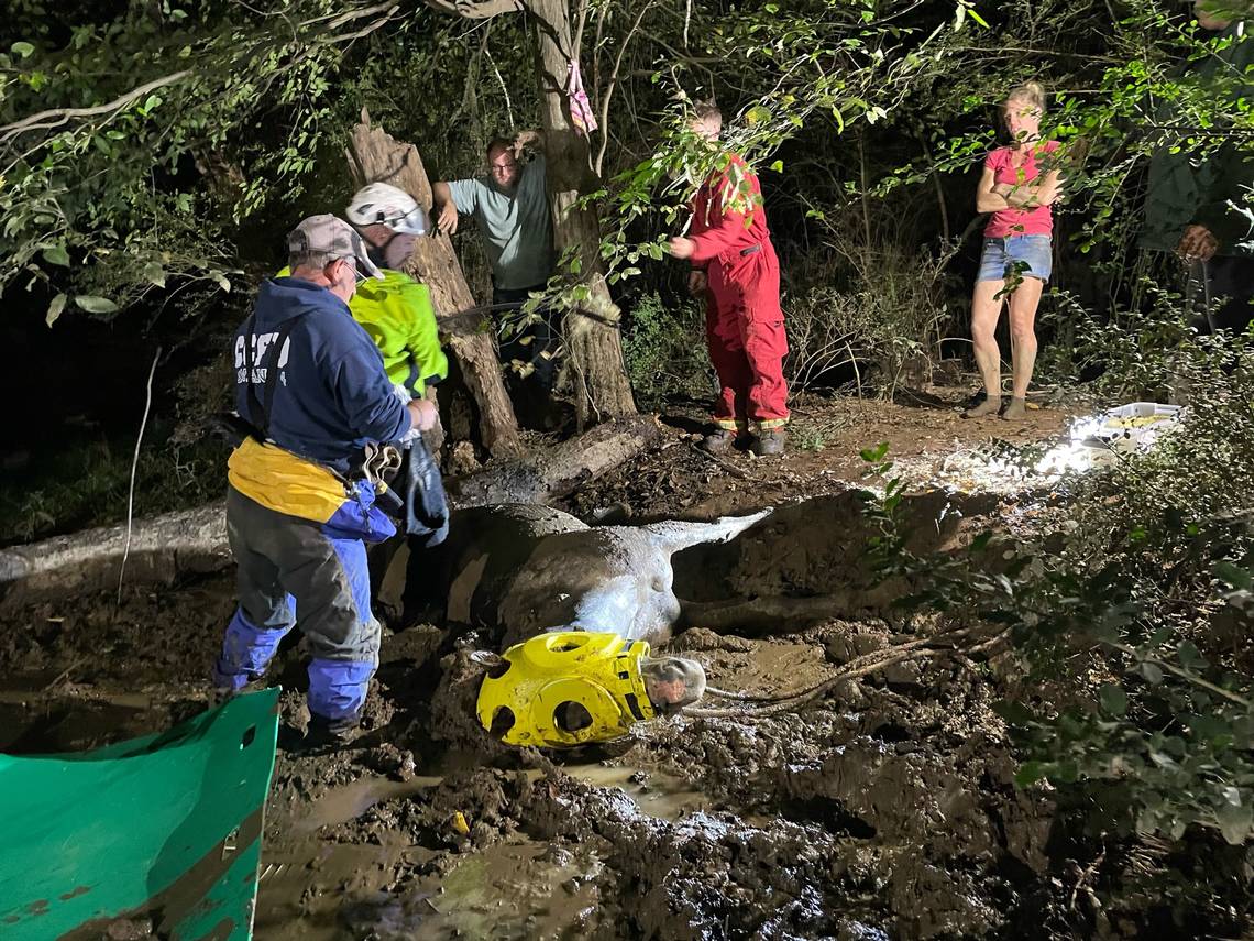 Horse pulled from bog in ‘very difficult and dangerous rescue.’ See how ...