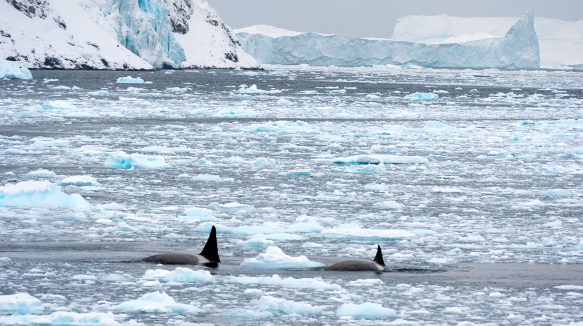 Officials in Japan Give Hopeful Update on Orcas Trapped in Ice