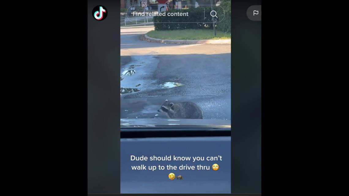 Watch what happens when a raccoon cuts the line at a Florida Dunkin ...