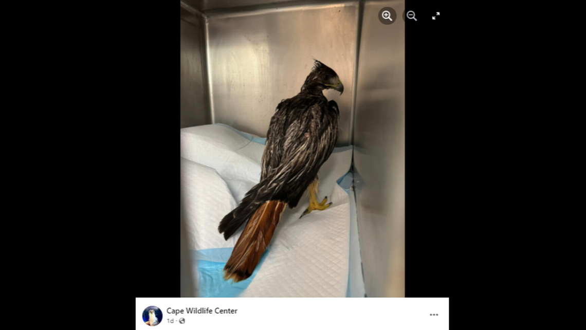 Hawk found mysteriously drenched in cooking oil. ‘Stressful’ process ...