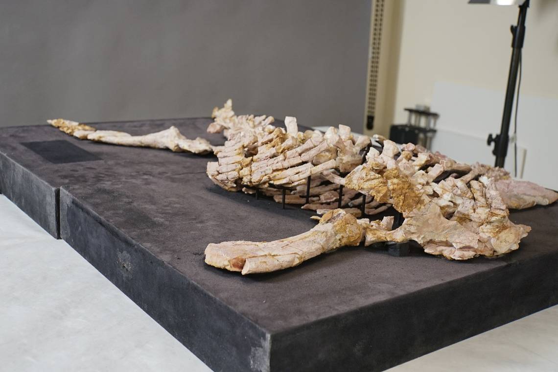 Prehistoric predator’s last meal reveals an undiscovered ancient ...