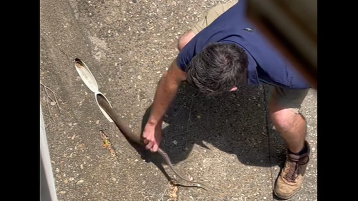 Video shows venomous snake’s angry reaction to being snatched from pipe ...