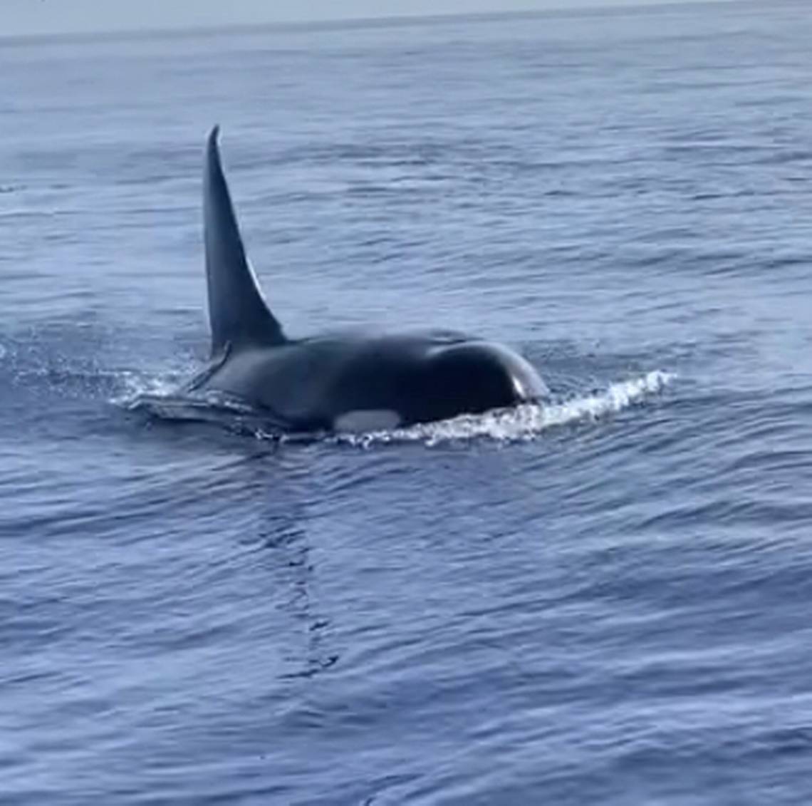 Florida Keys fishermen film rare encounter with group of killer whales