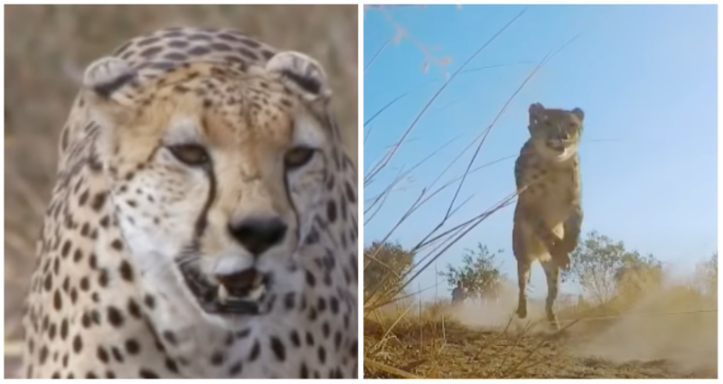 Wild cheetahs to be reintroduced to India 70 years after their ...