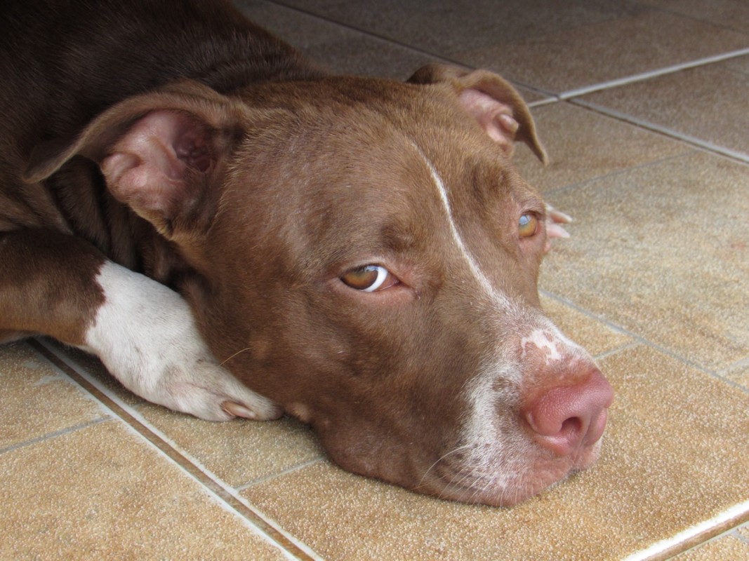 Precious Shelter Pit Bull with 'Permanent Wink' Has Stolen the Internet ...