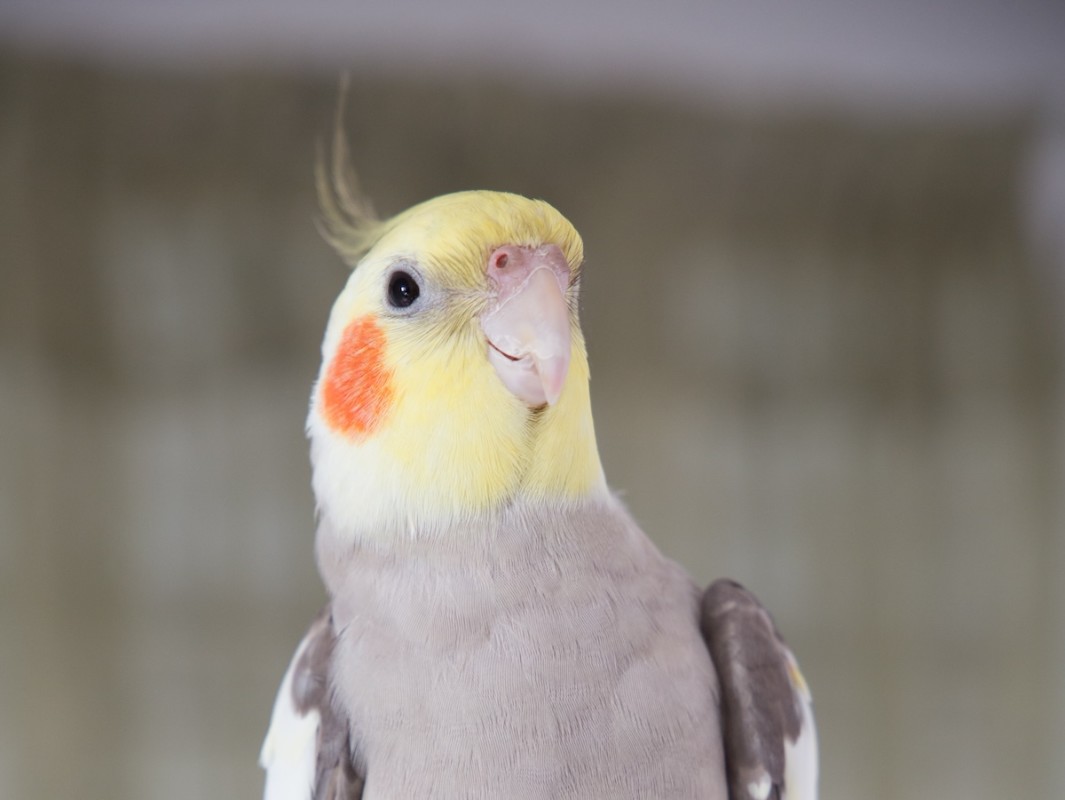 Curious Cockatiel Has the Funniest 'Daily Stare Downs' With Very Brave ...