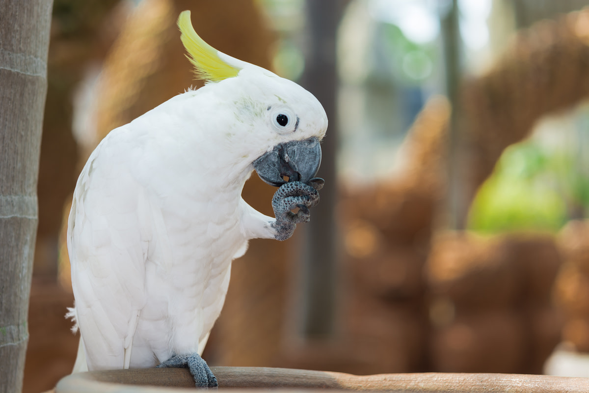 Curious Cockatoo Meets Otters at Aquarium and Becomes Immediate Besties