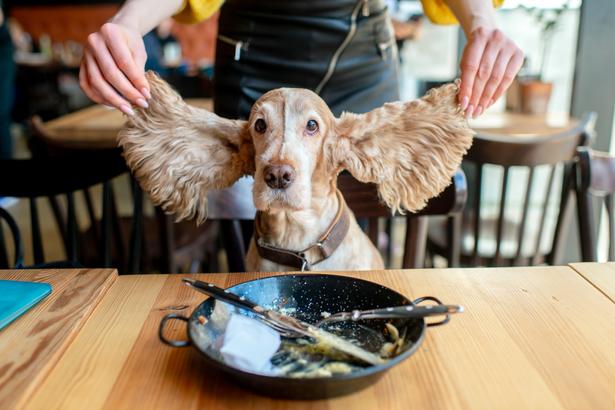 Cocker Spaniel's Unique 'Messy Bun' Is Genius Mealtime Pup Hack