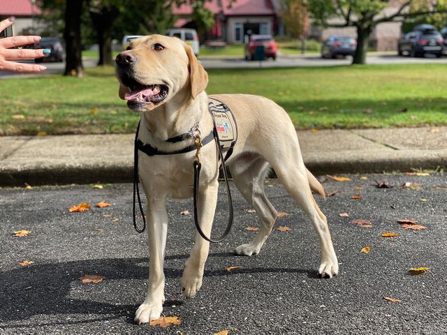 Veteran Shares How Canine Related to George H.W. Bush's Service Dog ...