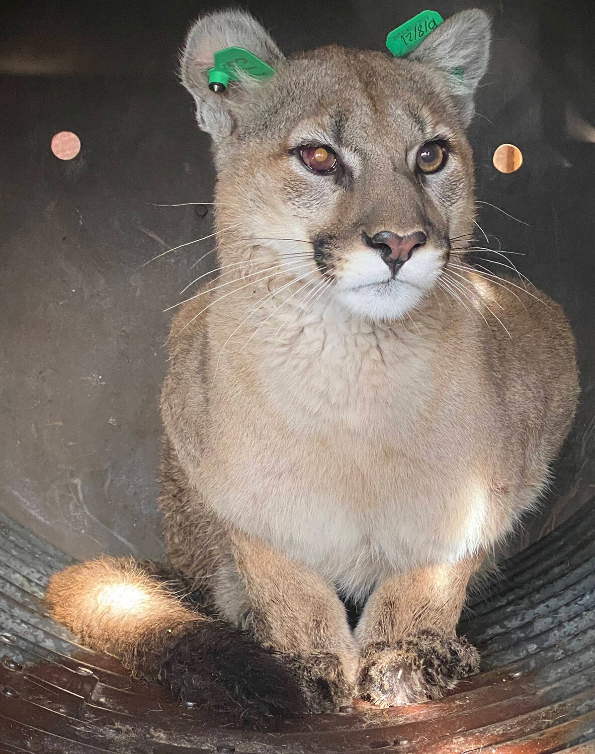 Colorado Family's Cat Discovers Mountain Lion Relaxing Under Home's Deck