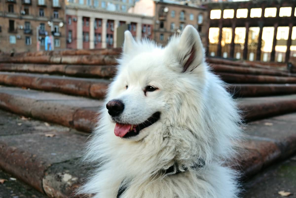 Traveling Samoyed's Tour of Rome Is Making Everyone Want to Book an ...