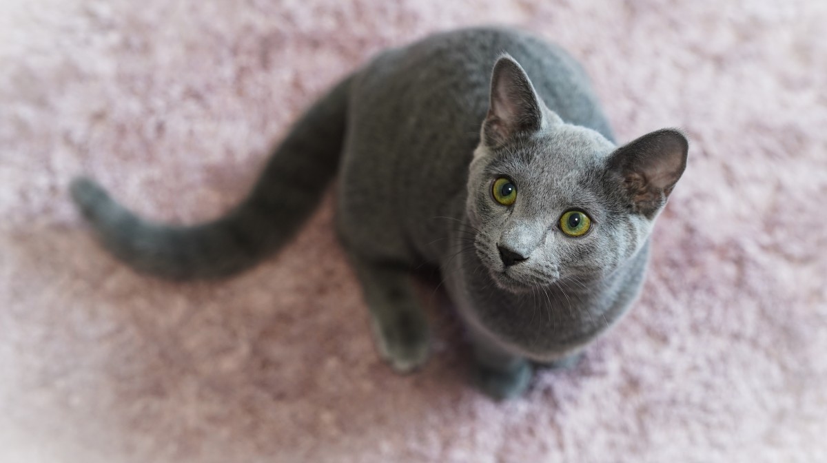 Video of Russian Blue Cat Learning How to Wear a Sari Is Totally ...