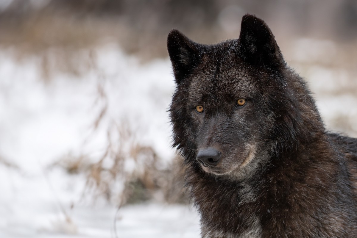 Watch a Yellowstone Wolf Steal Emmy-Nominated Cinematographer's Camera