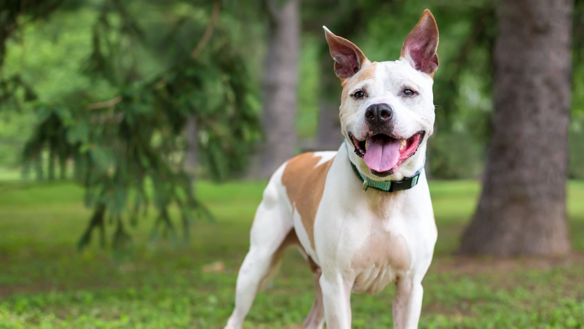 Dog's First Glimpse of Her Very First Back Yard Is Met with Pure Joy