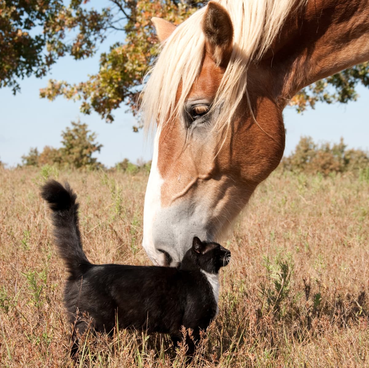 Horse's Unbothered Reaction to Cat Trying to Play with Him Is a Whole Mood