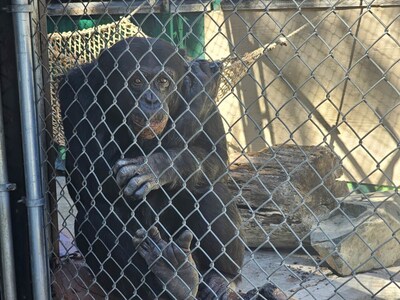 Chimpanzee Sanctuary Northwest Takes in Seized Chimpanzee Living Alone ...