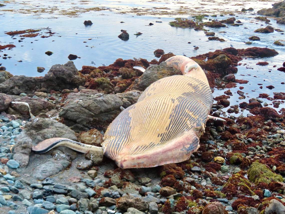 Dead fin whale washes up on SLO County shore. ‘It’s sad to see’