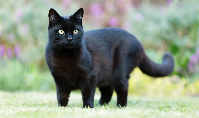 Scottish government gives update on reports cats could be banned - Yahoo News UK