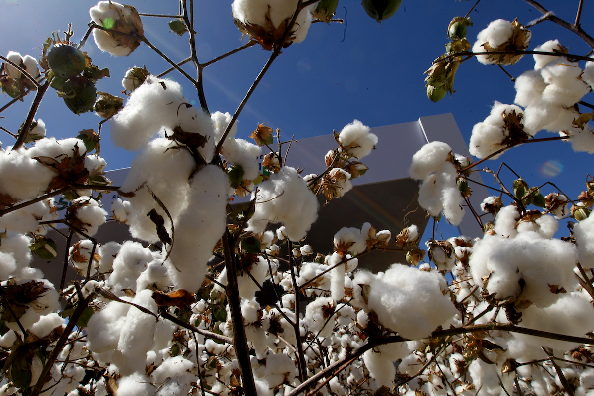 Why Better Cotton is Expanding its Reach in Egypt