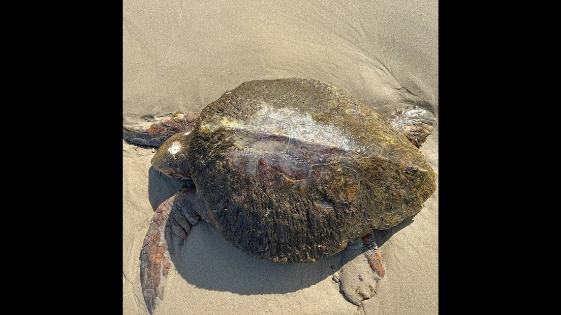 Rare sea turtle washes up dead with ‘whole ecosystem traveling with it ...