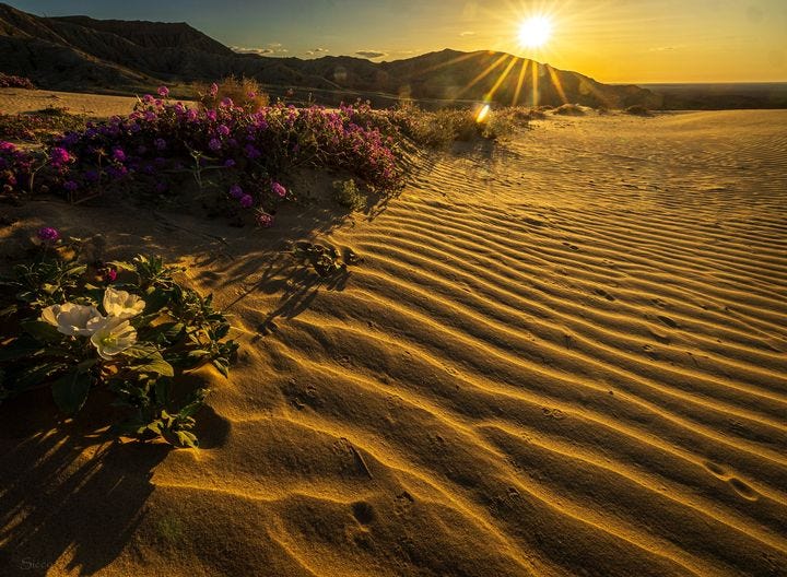 Wildflowers: Scouting ‘super’ blooms in California desert with ...