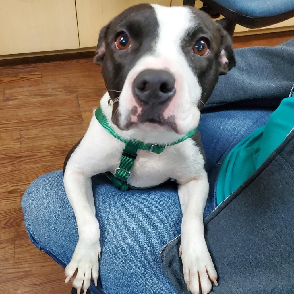 SPCA pet adoptions: This week's cats and dogs are superheroes of ...