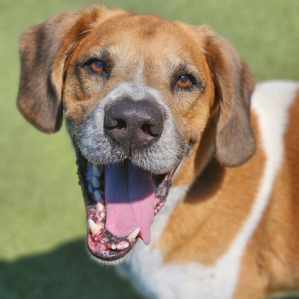 Meet Bronson, a middle-aged gentle giant who never lost his lust for ...