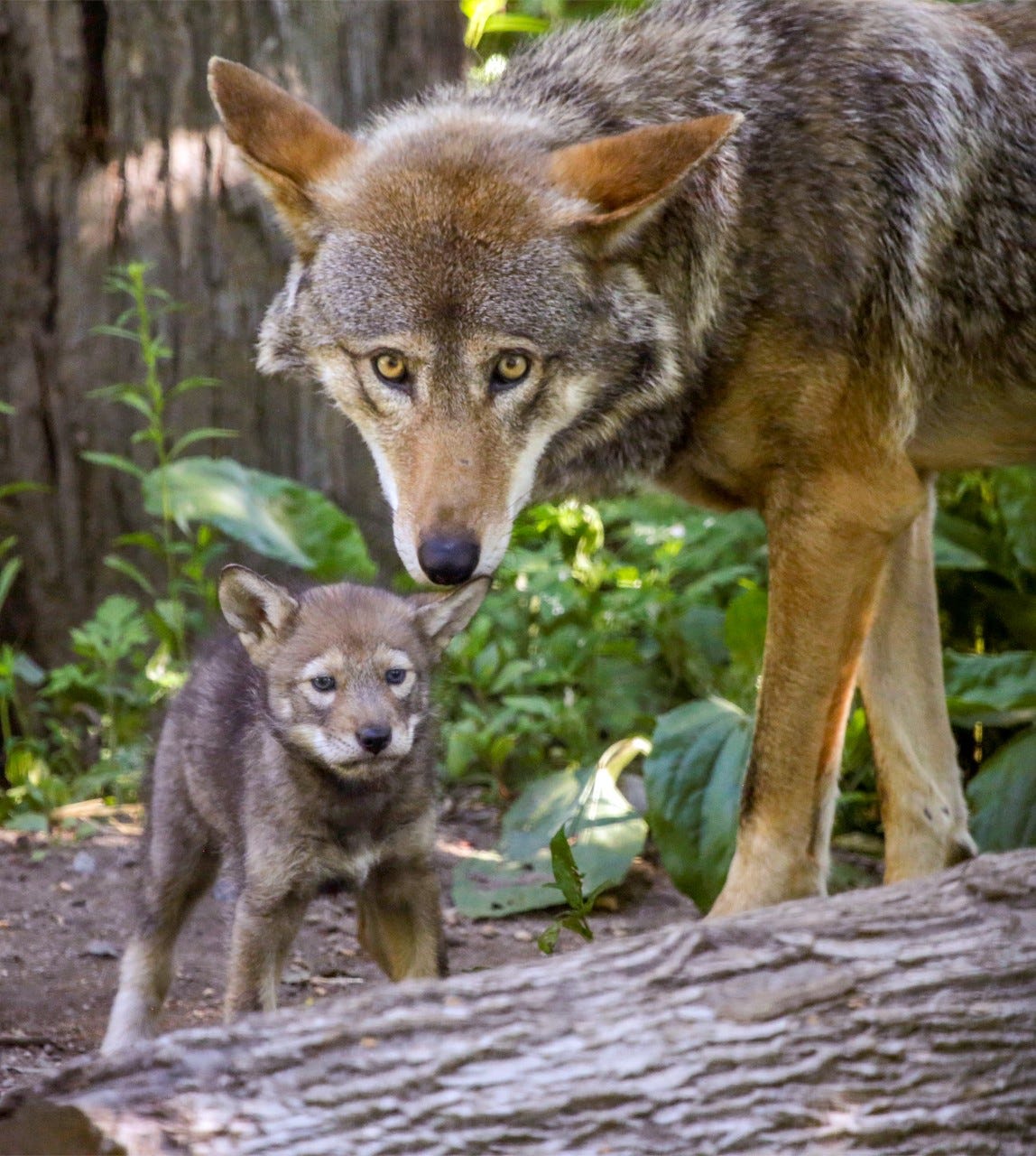 Red Wolf born at Roger Williams Park Zoo could be set free, but ...