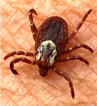 Tick from Asia invading the US—including Illinois. Here's what to know ...