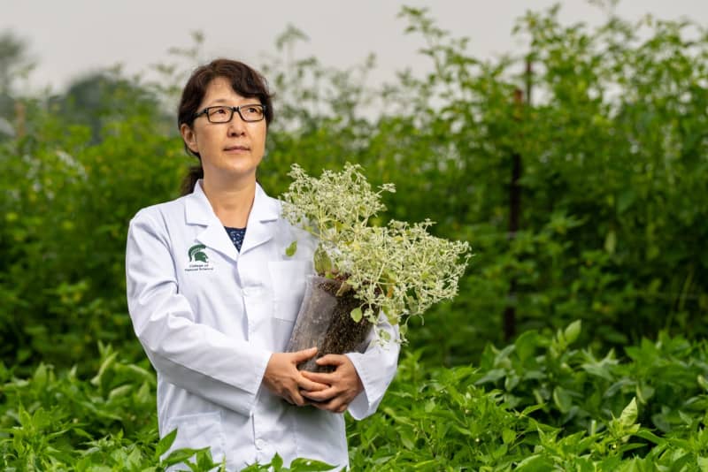 Resilient desert plant shows how agricultural crops could beat global warming - Yahoo News Singapore