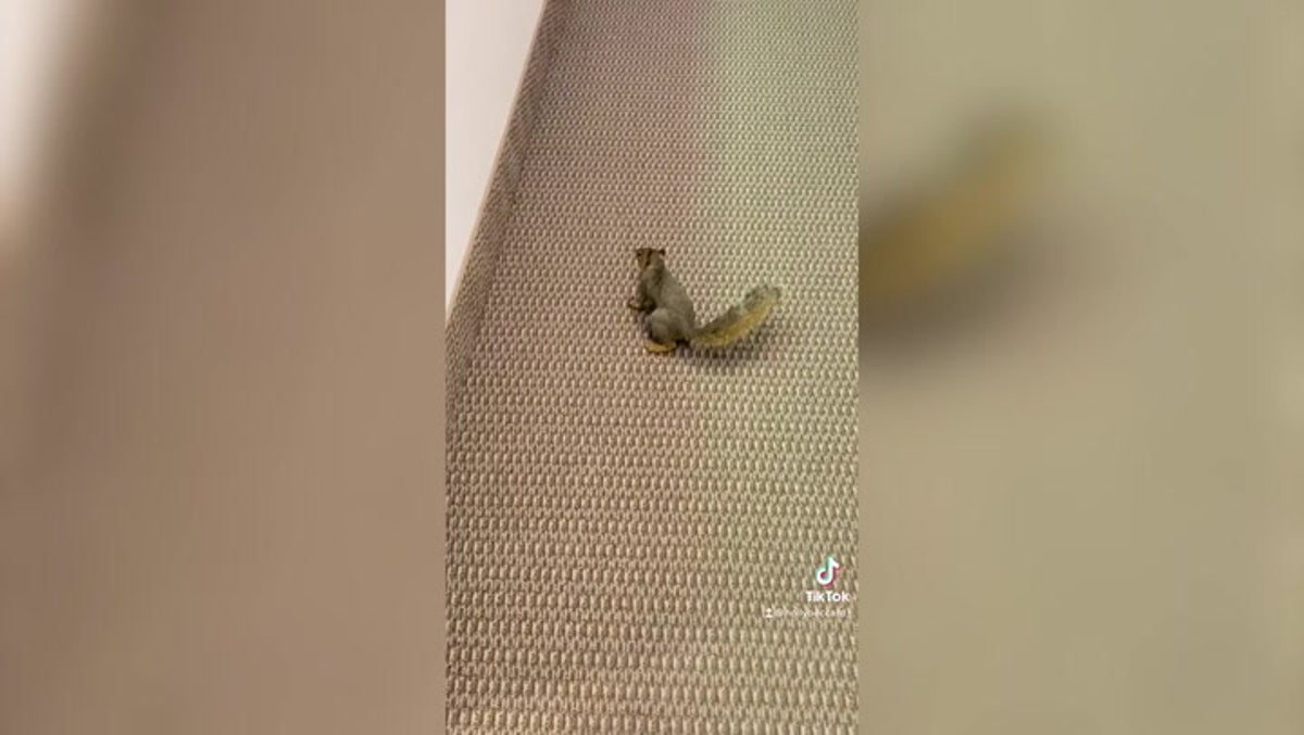 Going nuts: Frantic squirrel evades office workers by running around ...