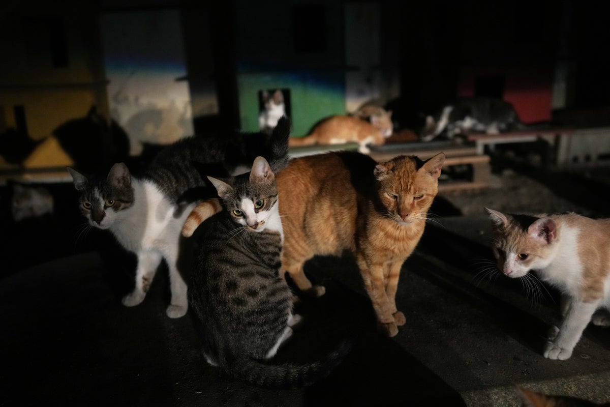 The island of cats has a cat problem. Change might be on the way - Yahoo News UK