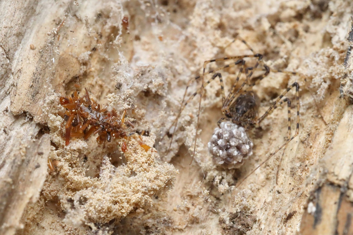 New cannibal caterpillar that wears remains of prey discovered on US island