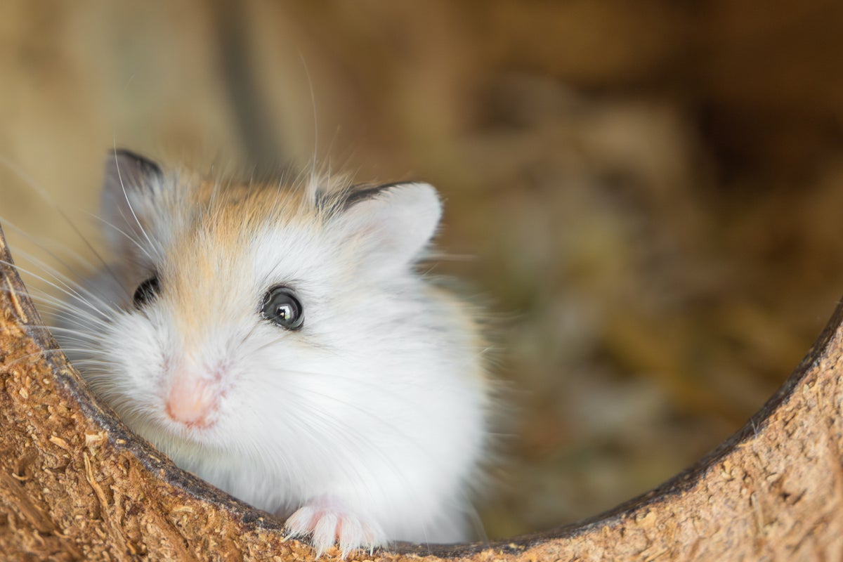 Plane grounded for four days after 132 hamsters escape on board a ...