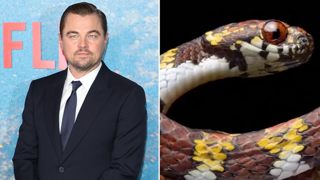 Leonardo DiCaprio names new species of snake [Video]
