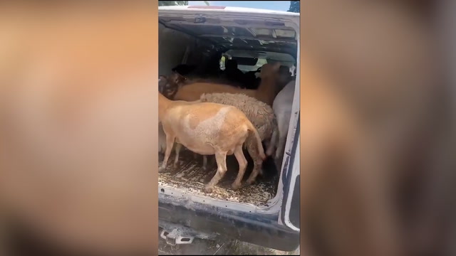 Police discover stolen farm animals crammed into back of van